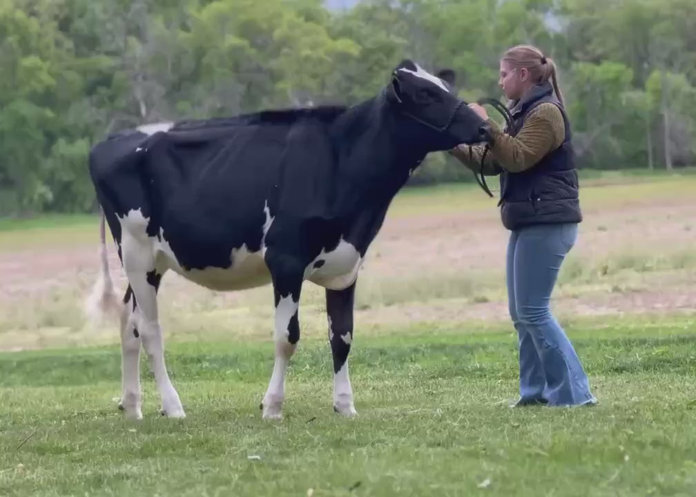 OCEAN-VIEW SHES ALL STYLE – Ocean View Genetics